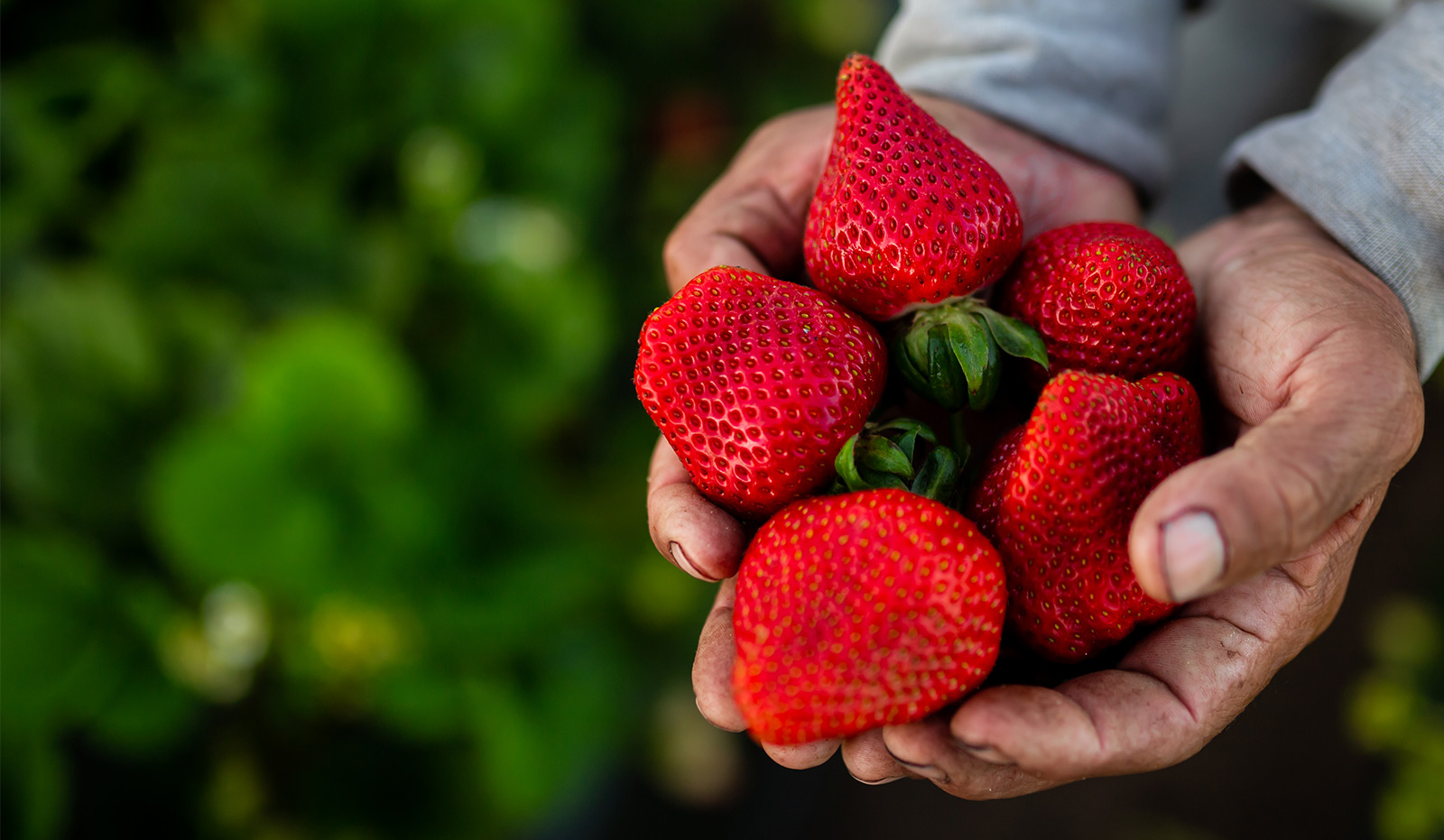 California Giant Berry Farms Details Strawberry Outlook; Forecasts ...