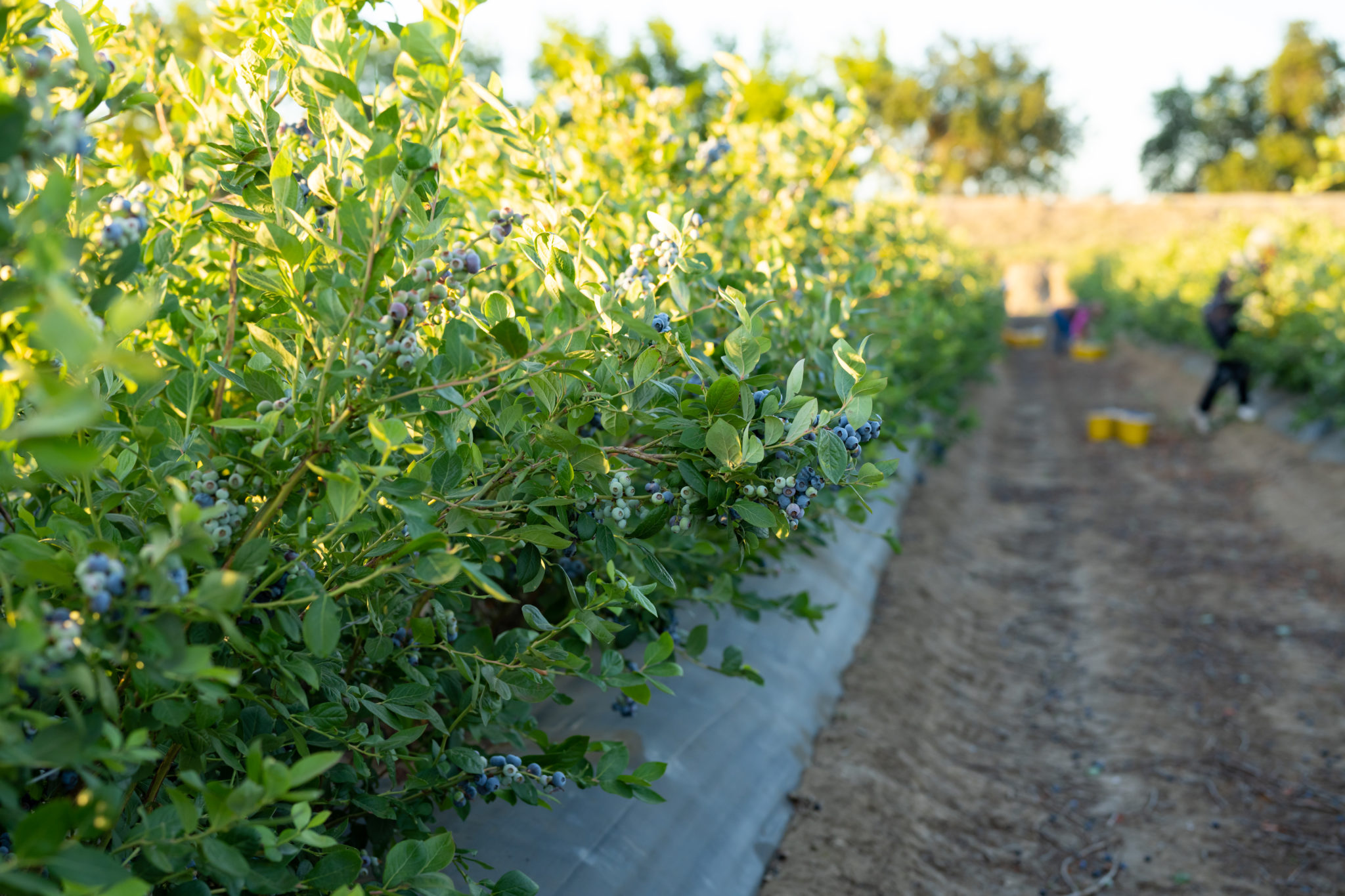 California Giant Berry Farms Eyeing a Bountiful Summer of Blueberries ...
