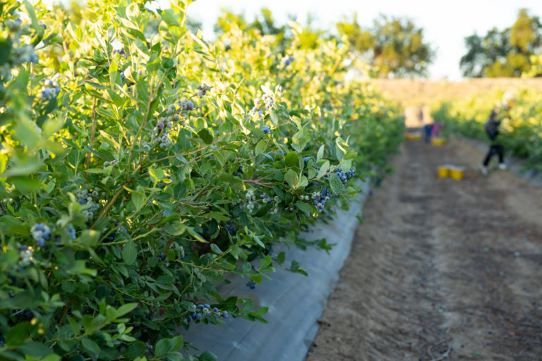 California Giant Berry Farms Eyeing a Bountiful Summer of Blueberries ...