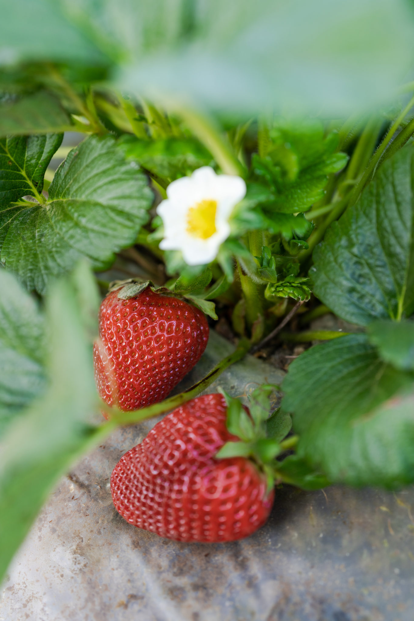 California Giant Berry Farms Forecasts Strong Strawberry Supplies Led ...