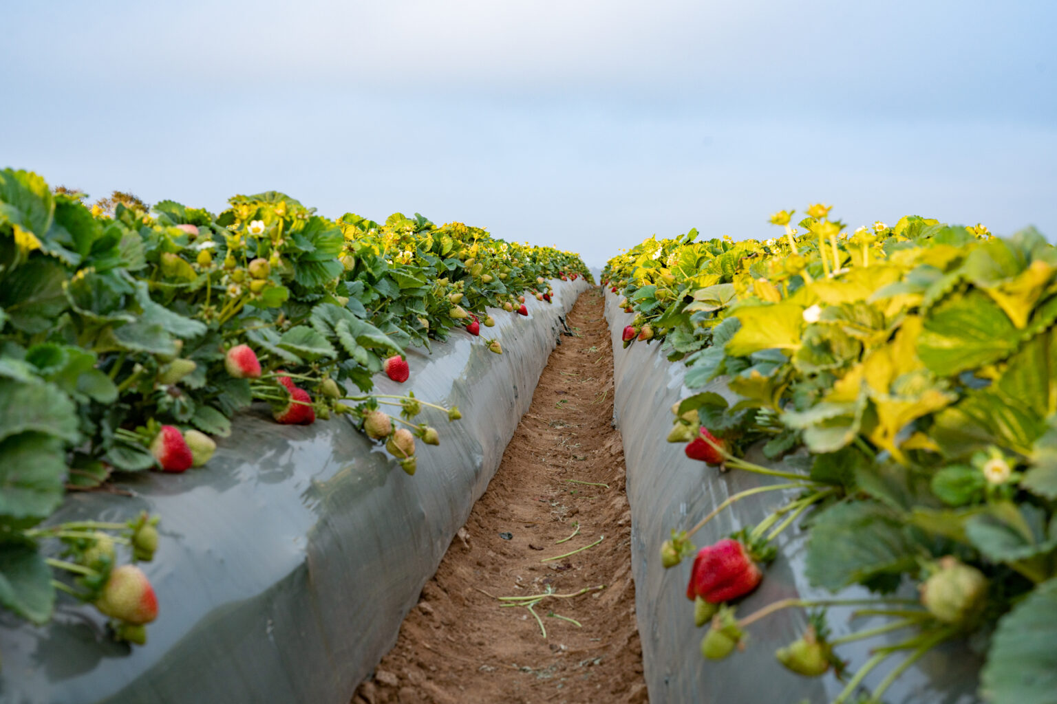 California Giant Berry Farms Announces Abundant Strawberry Crop for ...