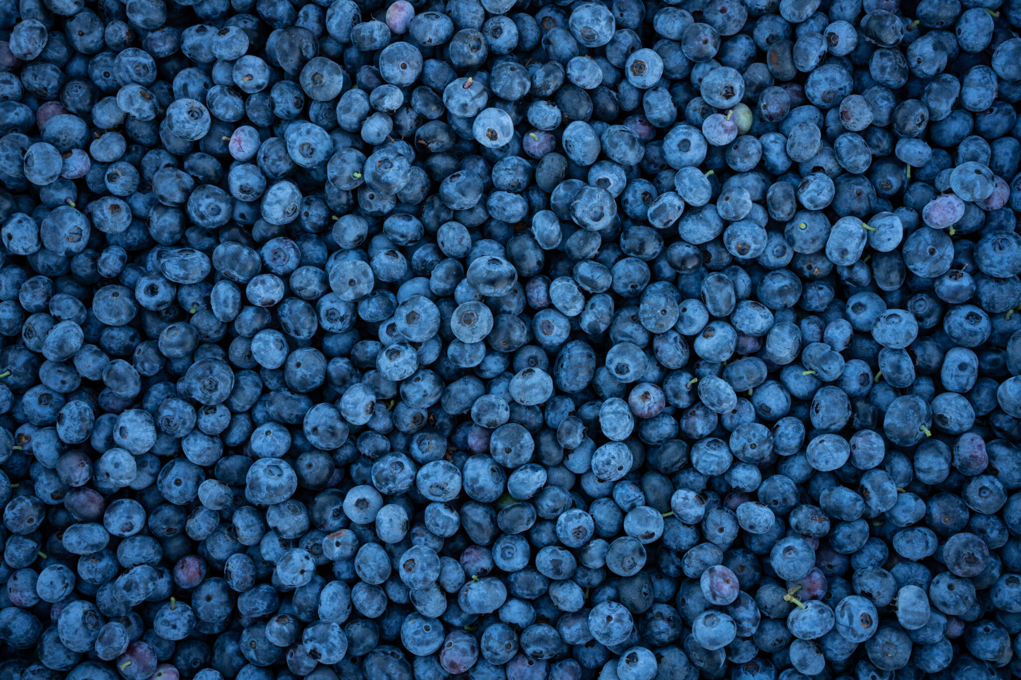 California Giant Berry Farms Forecasts Strong Pacific Northwest ...