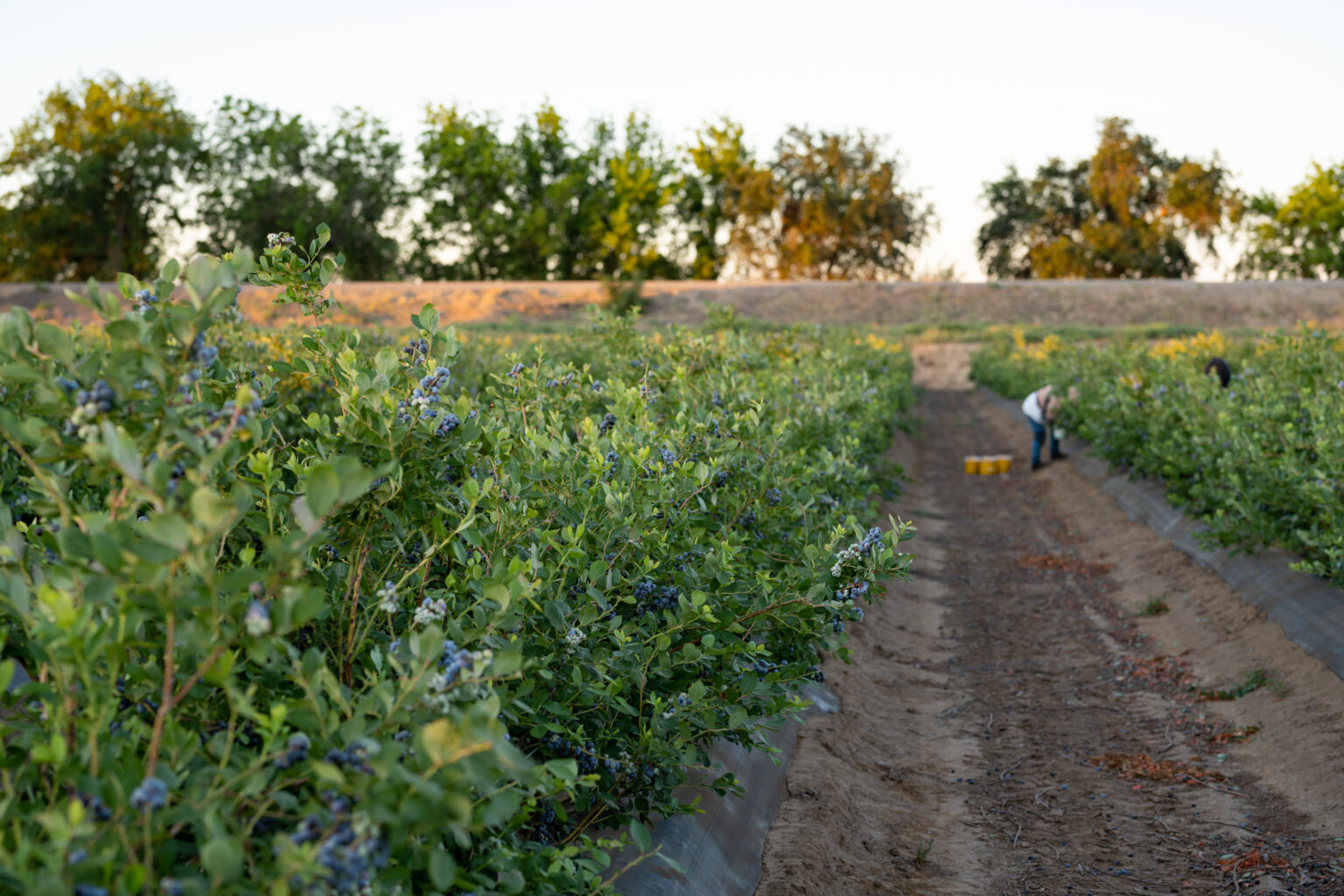 California Giant Berry Farms Details Pacific Northwest Blueberry ...